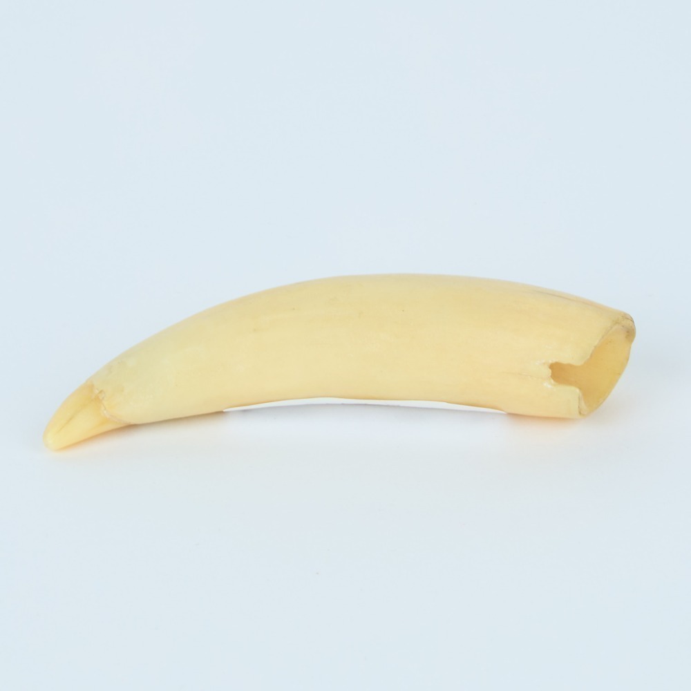 A Whale Tooth