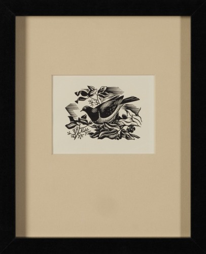 E. MERVYN TAYLOR Bush Pigeon