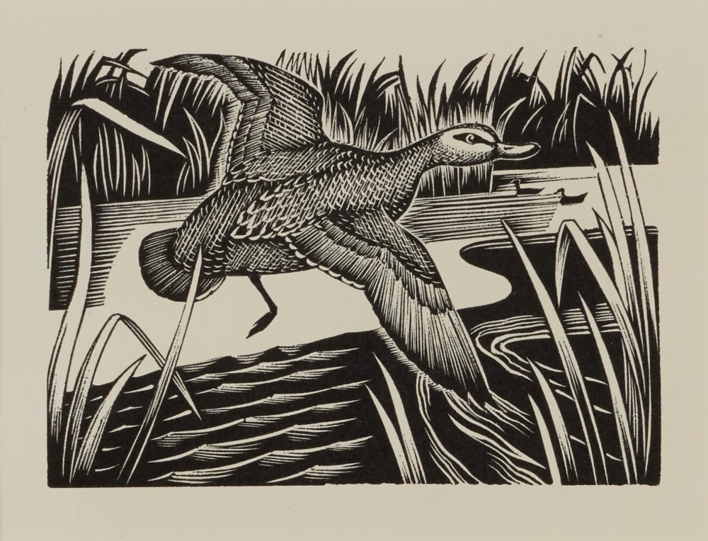 E. MERVYN TAYLOR Grey Duck