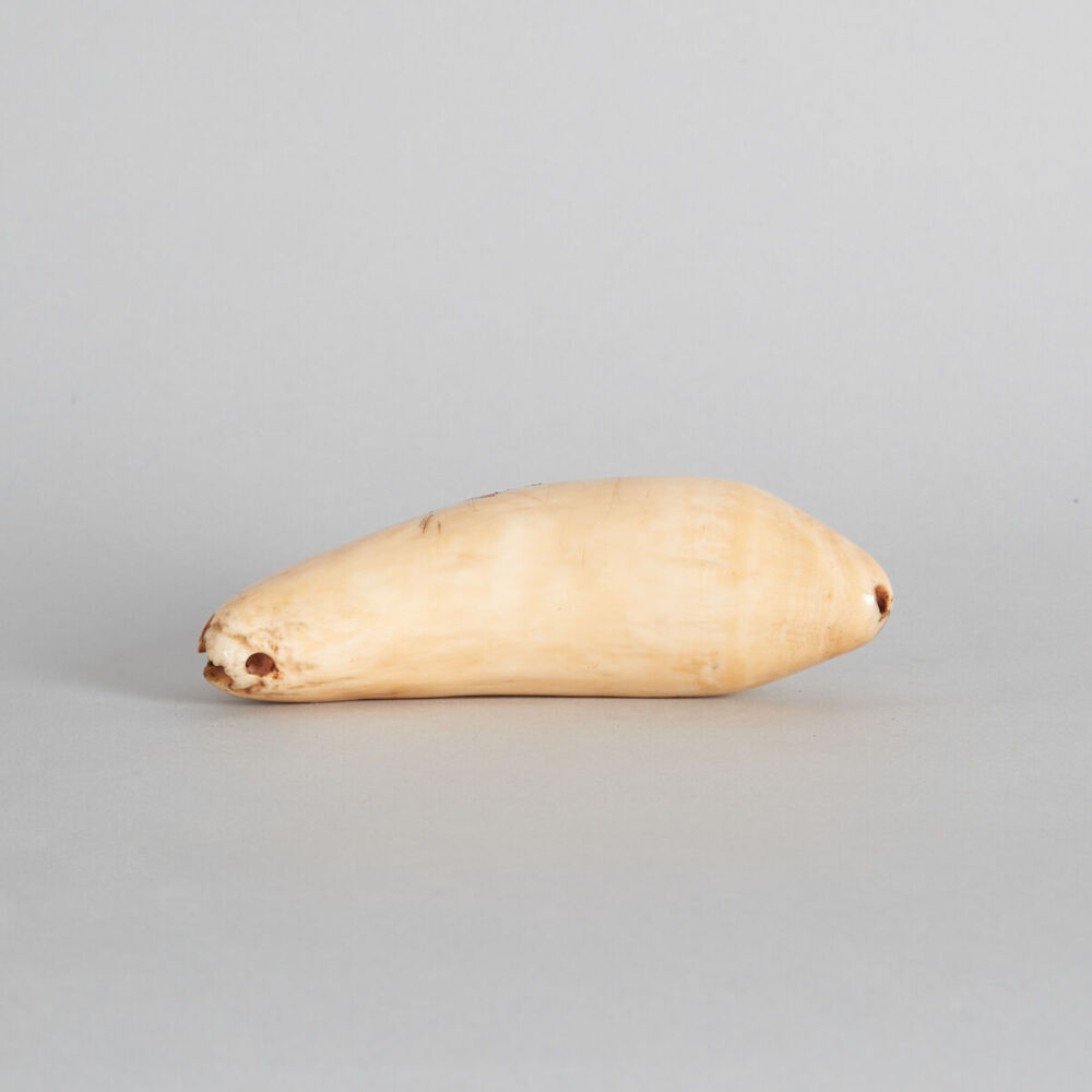 A Fijian Sperm Whale Tooth Tabua