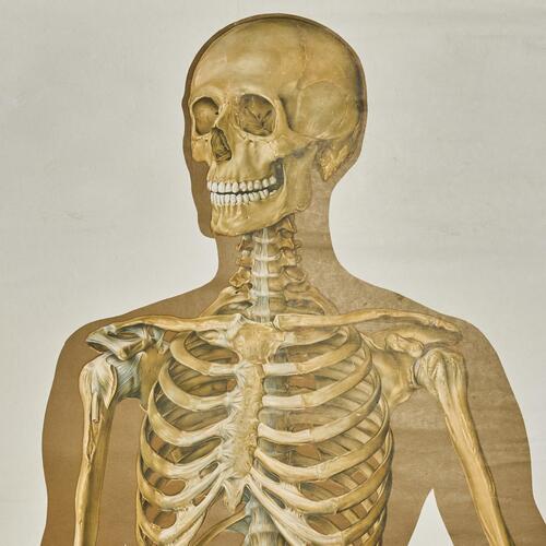 A German Anatomical Chart