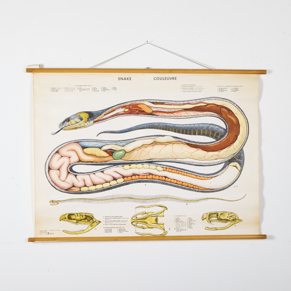 A University Chart of Snake Anatomy