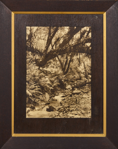 An Early Large Sepia NZ Bush Scene
