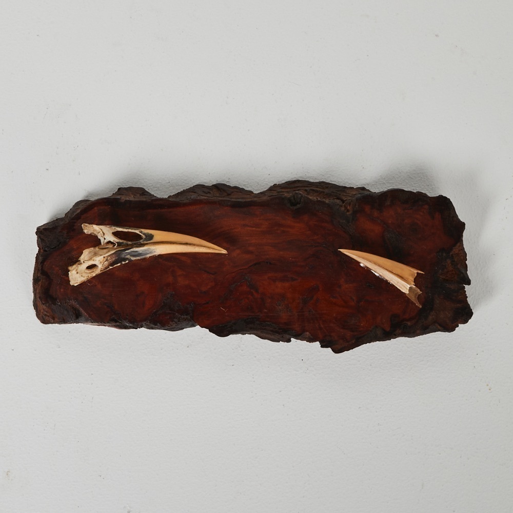 A Pair of Mounted Male Huia Beaks