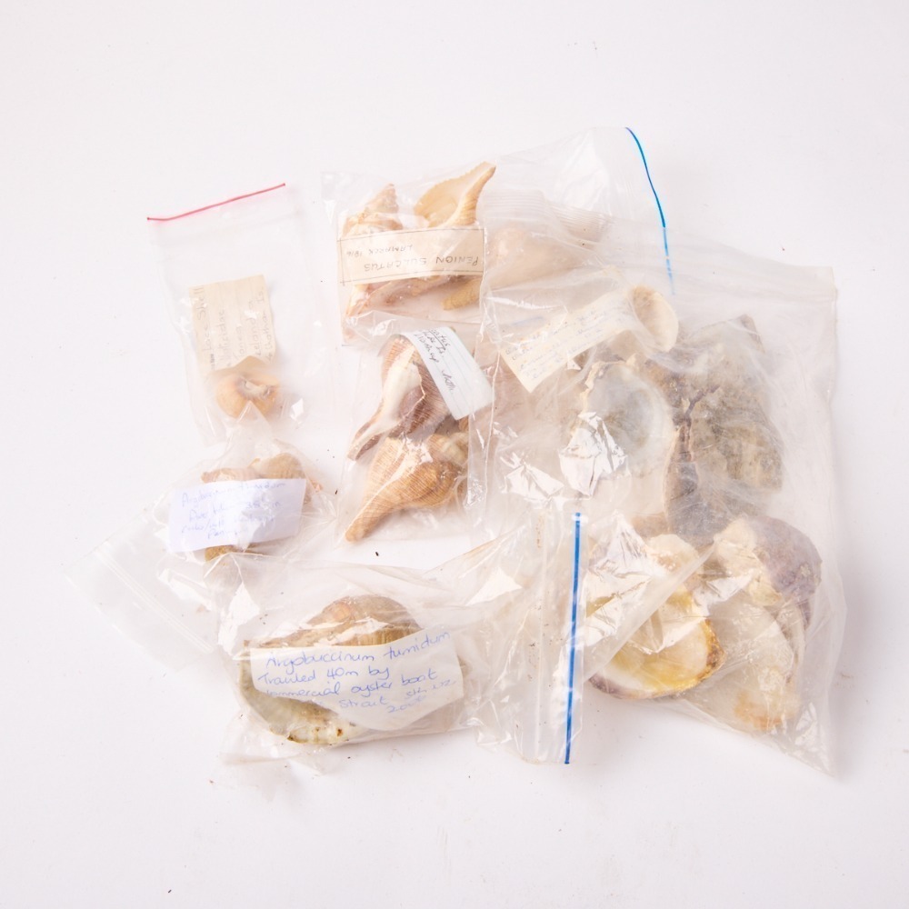 A Collection of Shells, New Zealand