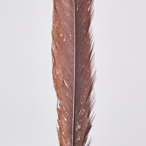 A Huia Feather, Aotearoa